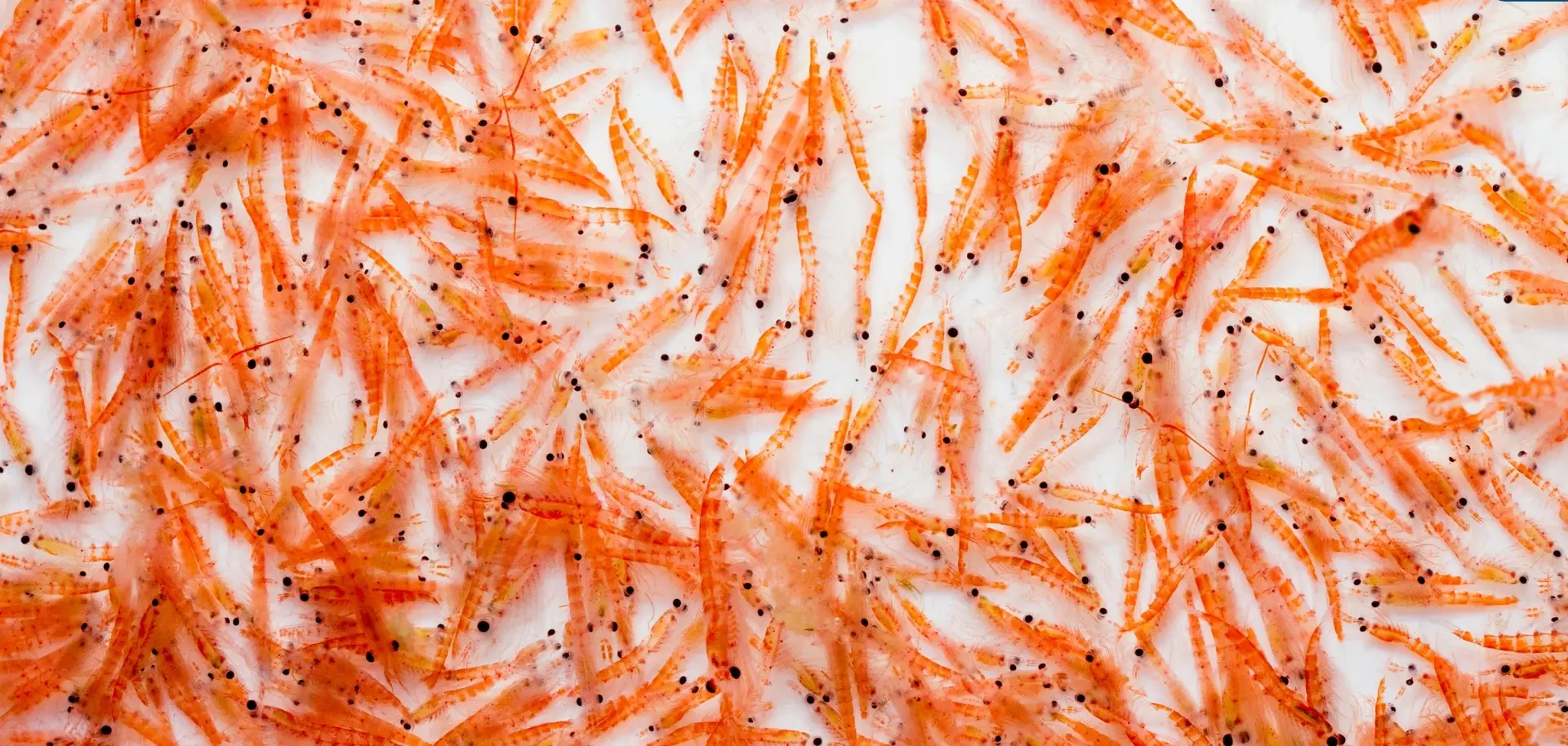 Why krill is an important player in the future protein solution