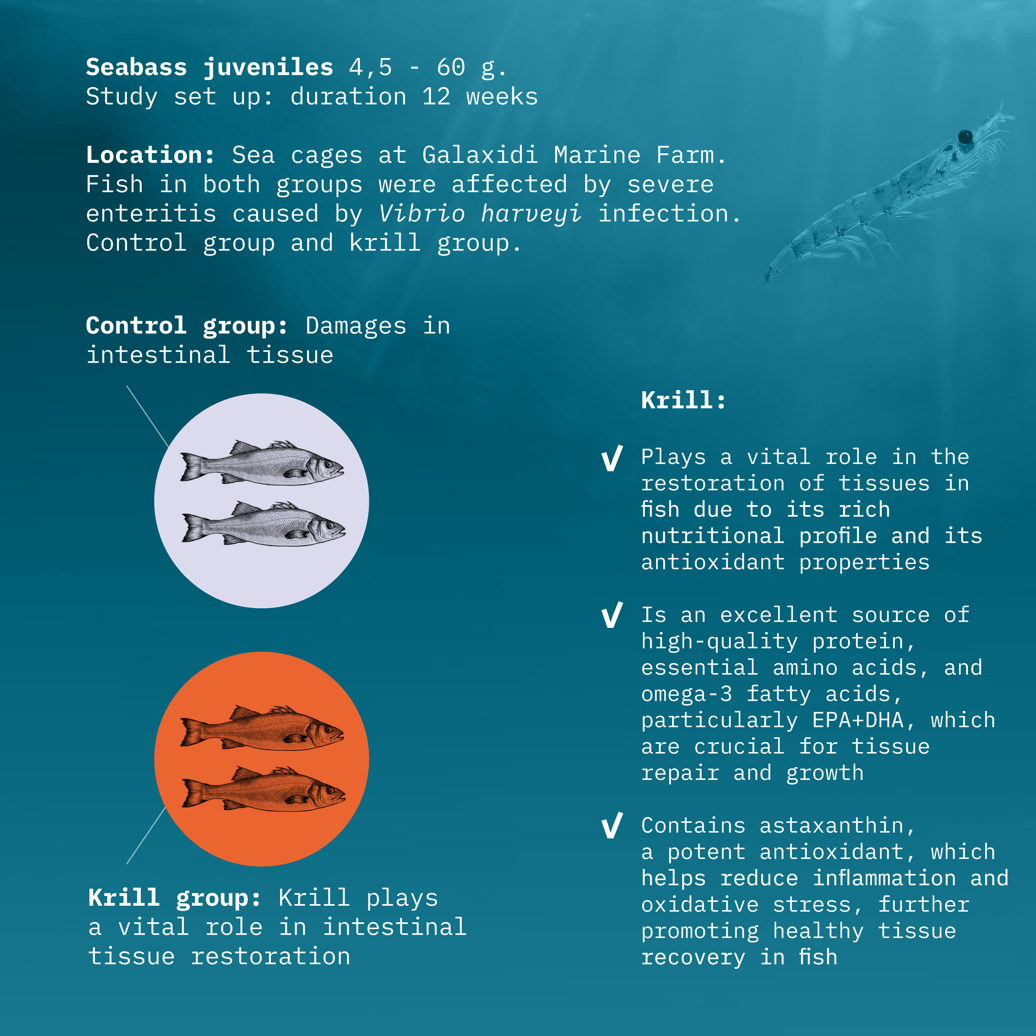 Krill meal supports gut resilience in organic seabass farming