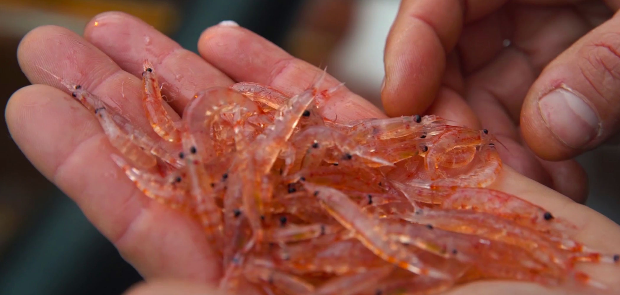 Por qué la relevancia del krill es creciente en los mercado