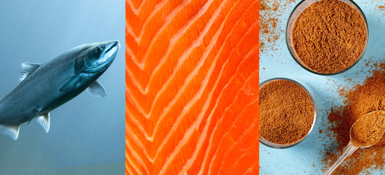 Fundamental Salmon Study