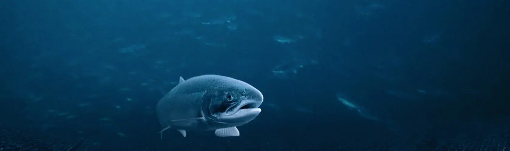 The potential role of TMAO in mitigating fish health challenges during ...