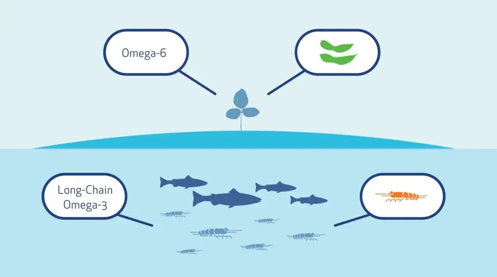 Omega-3 vs Omega-6 - do fish need both?